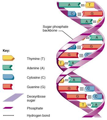 Dna Replication Model Project Ideas