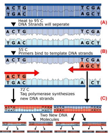 DNA Fingerprinting | Biology Science Fair Project Ideas